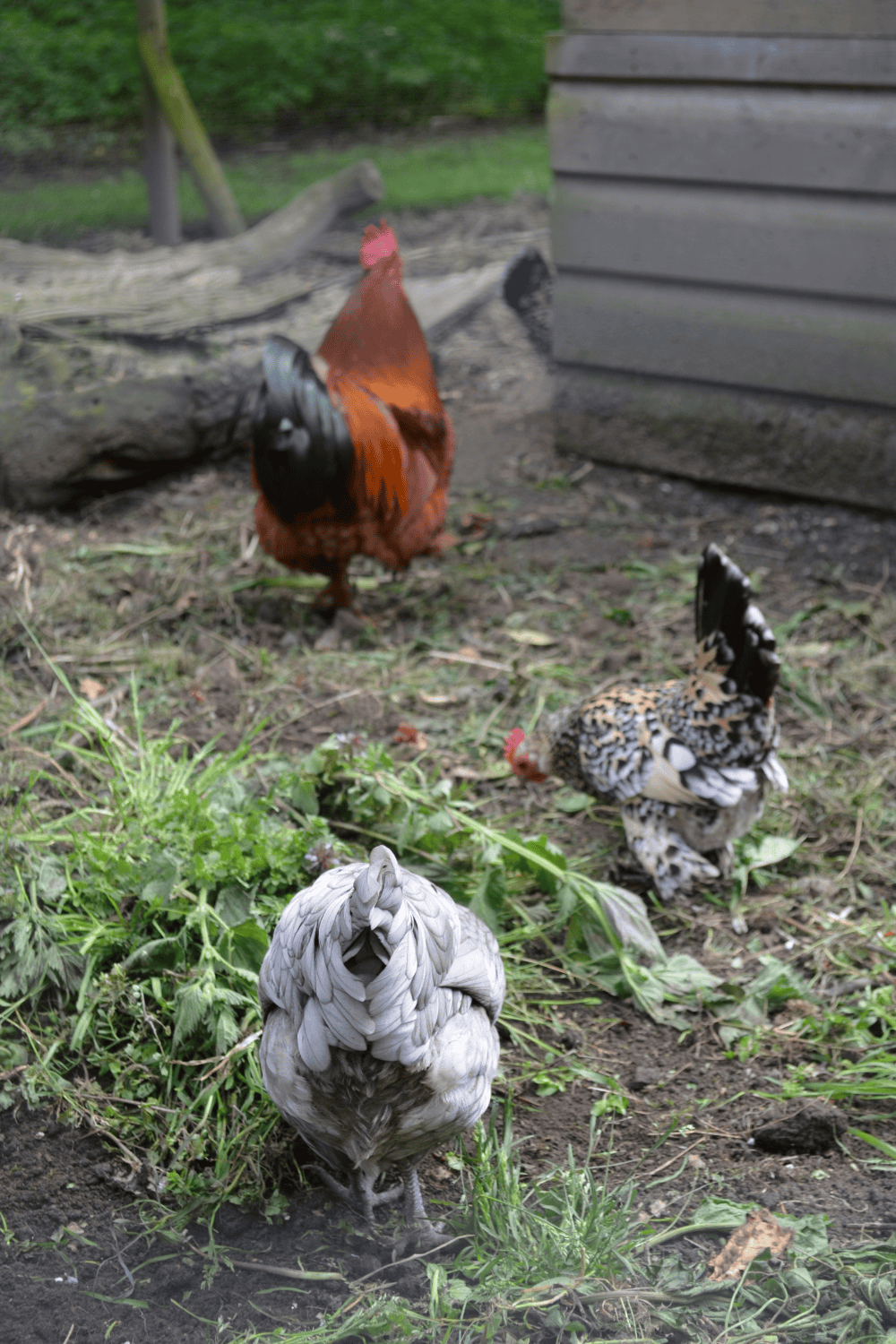 What do Pasture-Raised Chickens Eat? A Comprehensive Guide