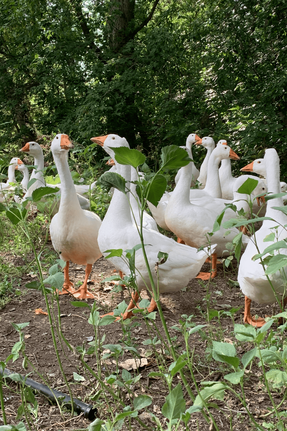 Raising Geese: A Guide to Homestead Geese and Their Benefits