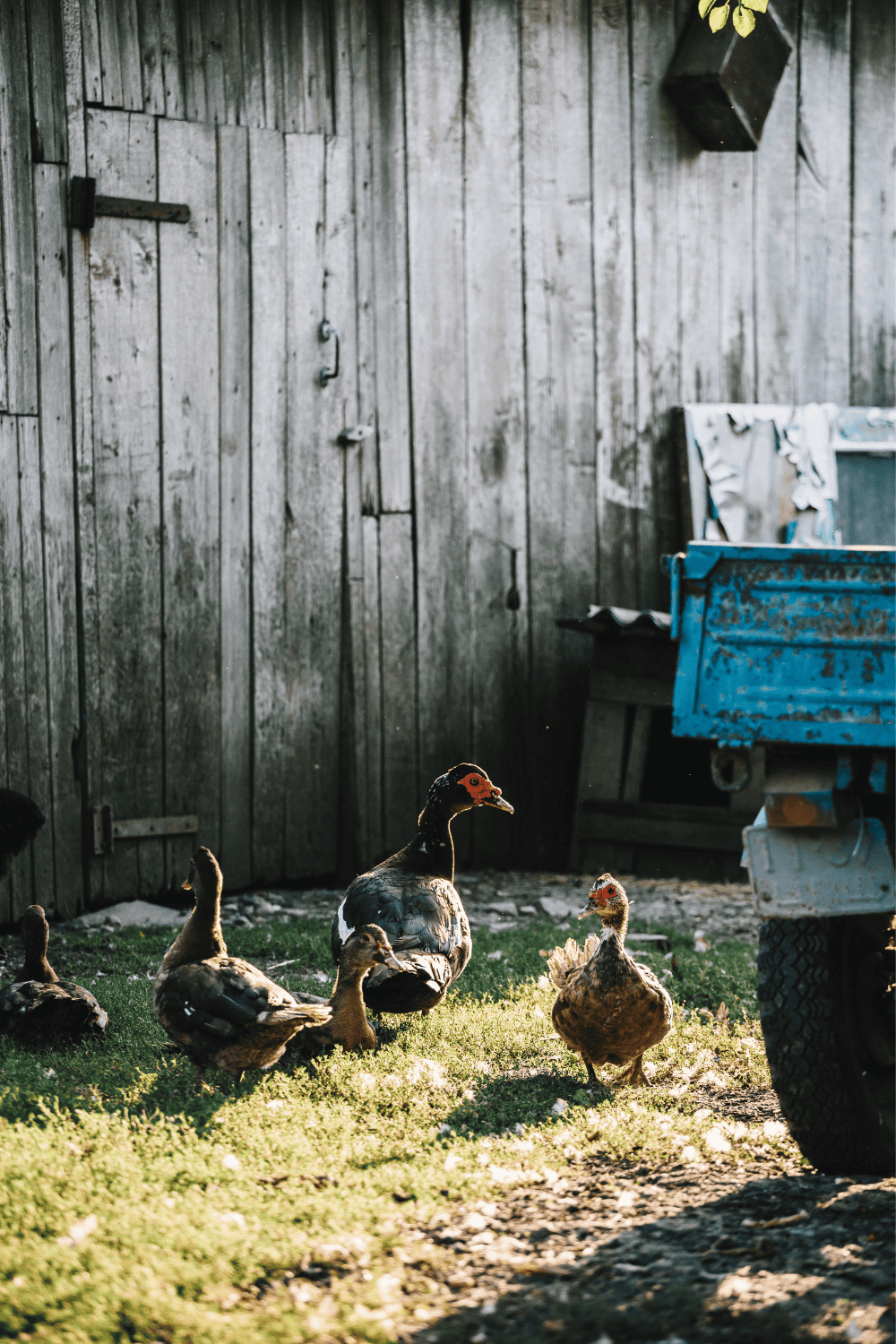 Backyard Duck Raising: Your Guide to Success