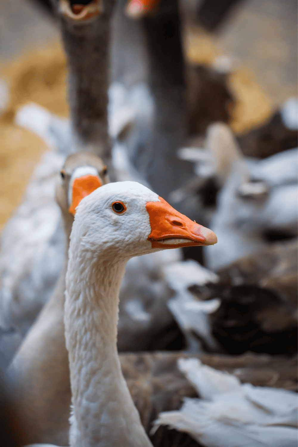 A Guide to Raising Friendly Geese