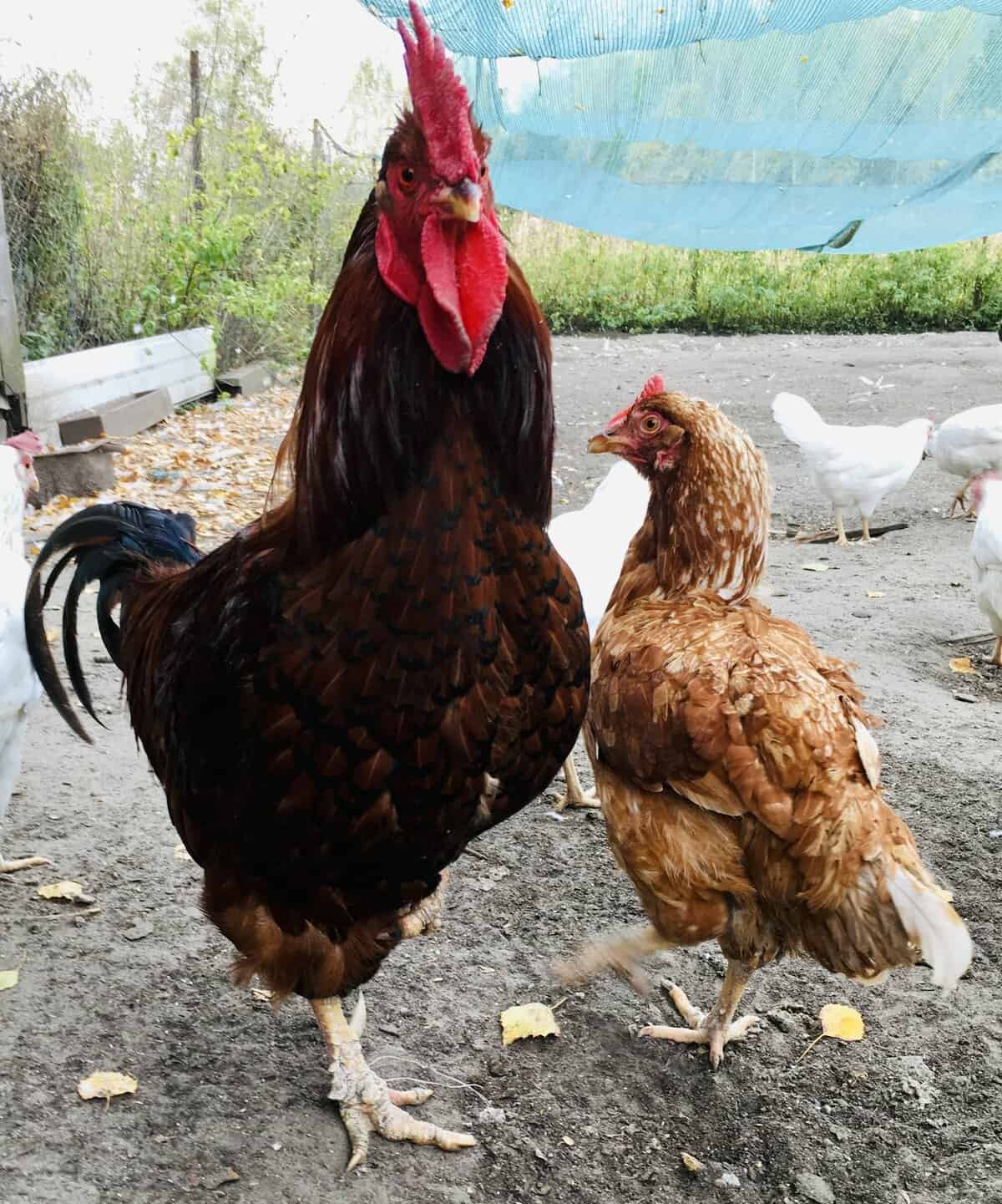 Chicken Molting in Fall - A Complete Guide