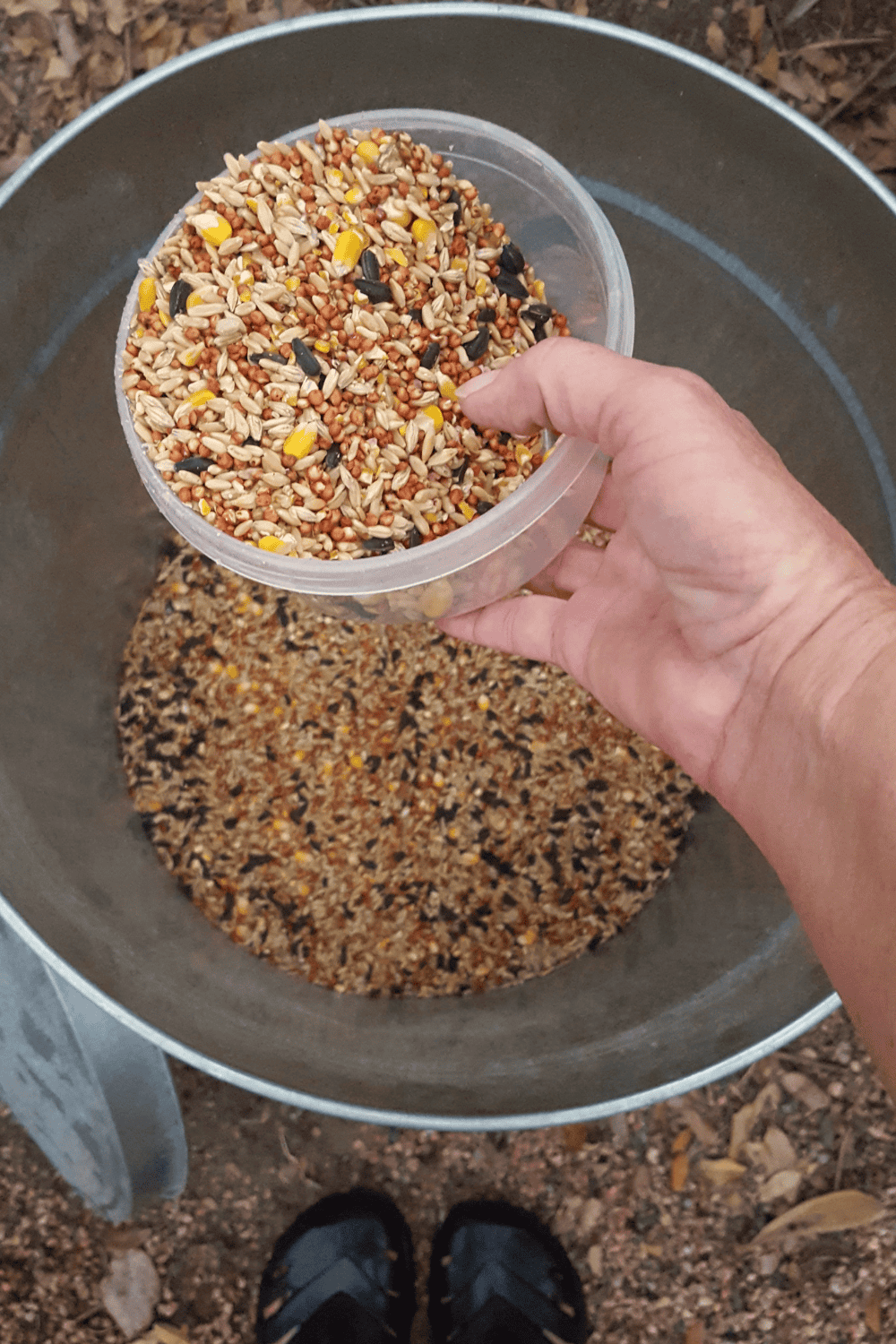 Homemade Chicken Feed Recipes: Nutritious and Easy-to-Make Options
