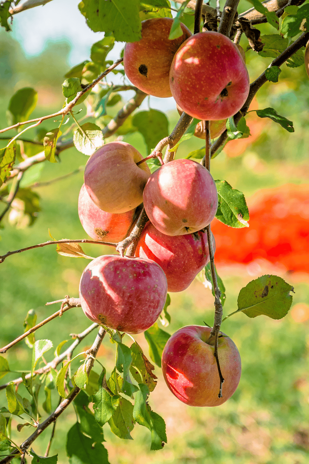 Selecting Fruit Tree Varieties for Your Garden | The Waddle and Cluck