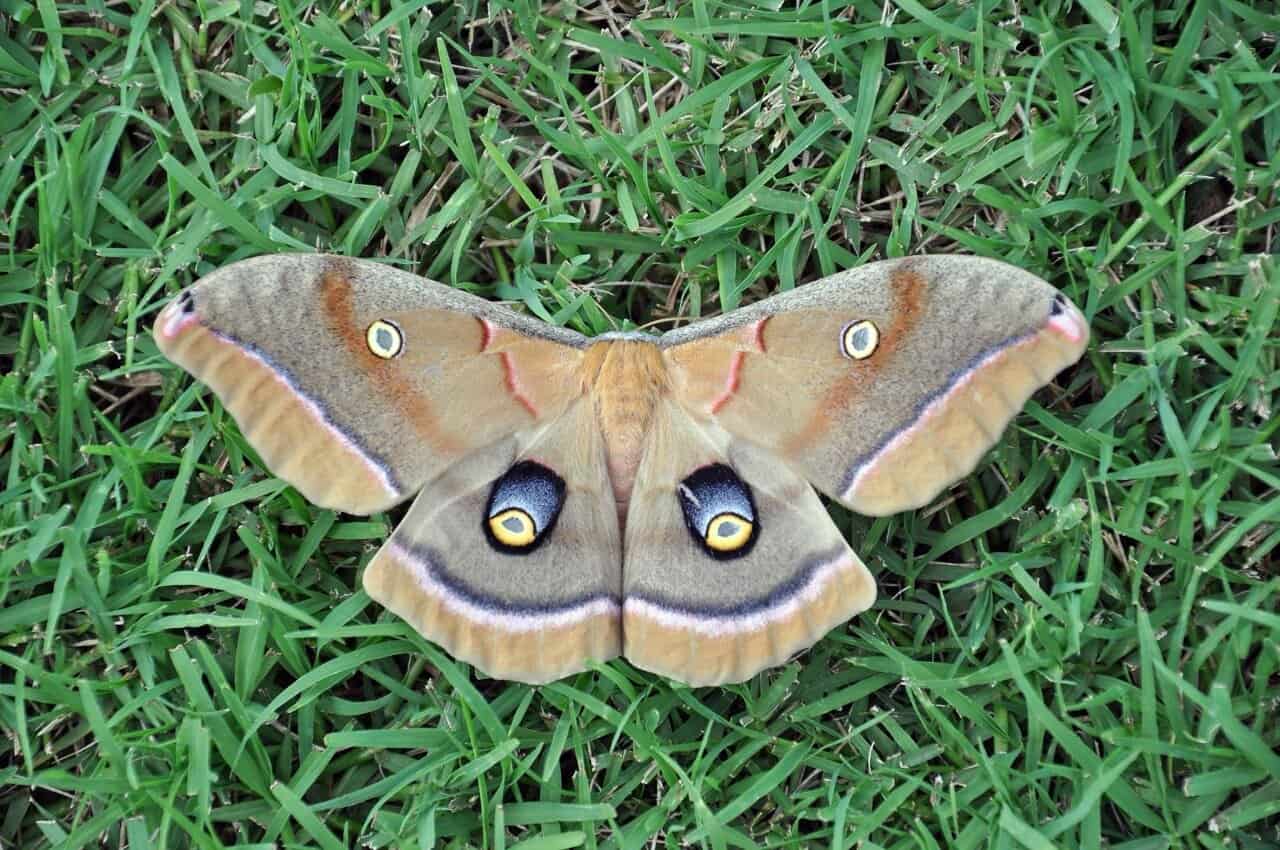 Discover the Stunning Polyphemus Moth's Unique Features