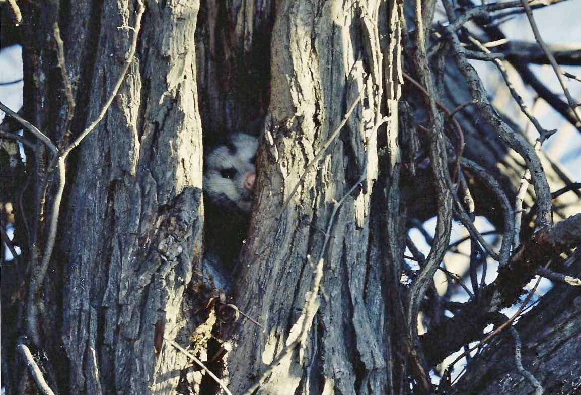 Discover the Opossum: North America's Unique Marsupial