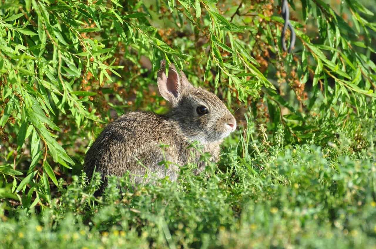 Rabbits vs. Hares: Uncovering the Distinct Differences