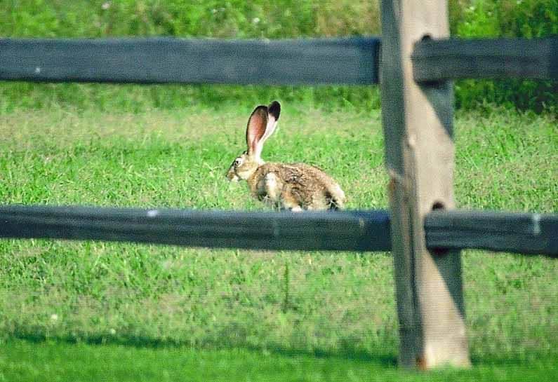 Rabbits vs. Hares: Uncovering the Distinct Differences