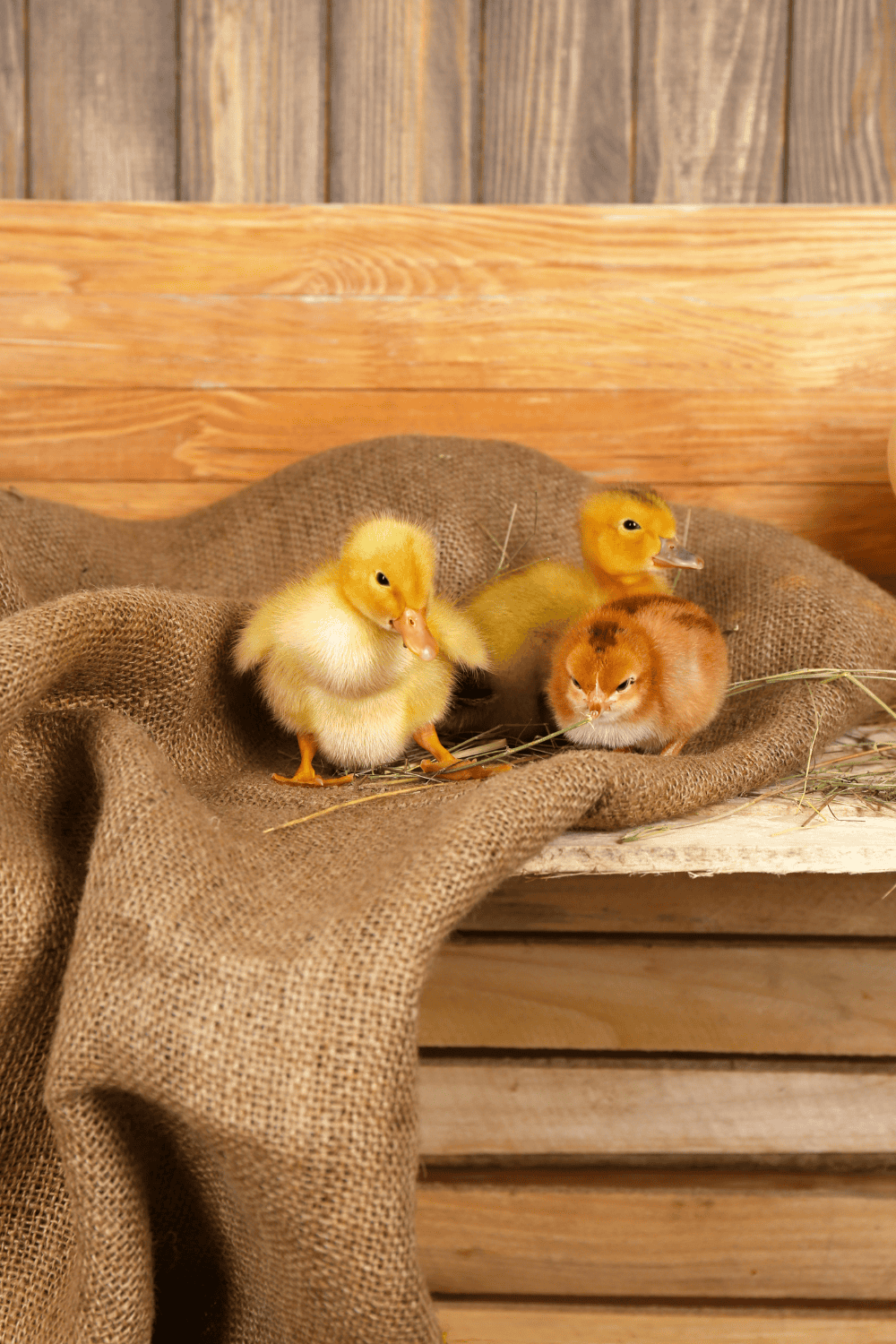 Housing Baby Chicks and Ducklings: Simple Ideas to Keep Them Safe and ...