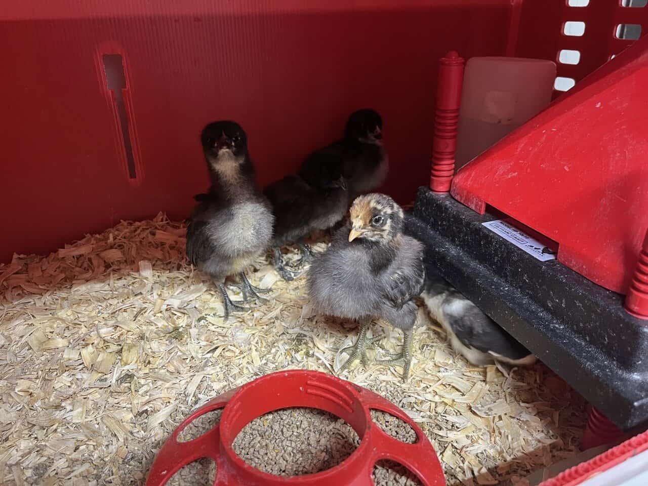 Housing Baby Chicks and Ducklings: Simple Ideas to Keep Them Safe and ...