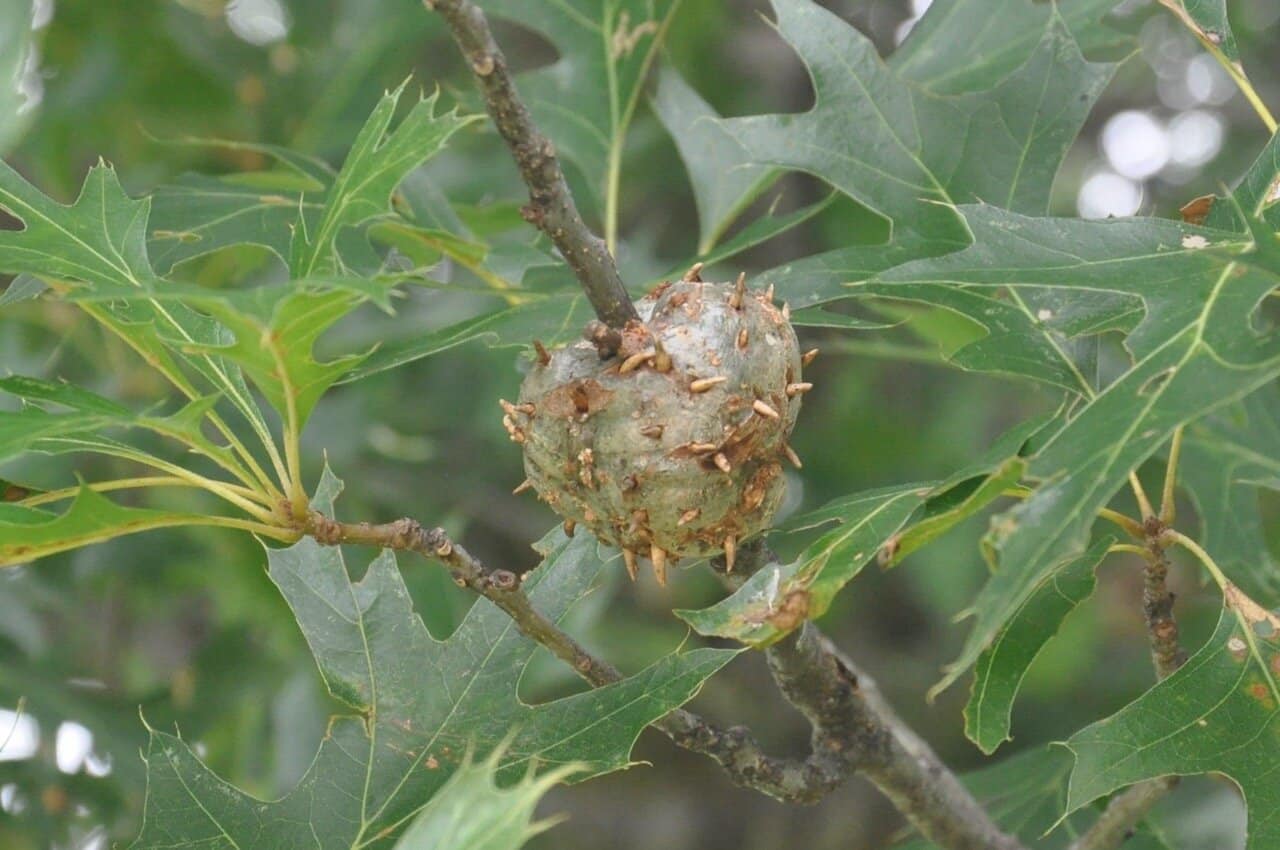 Oak Galls and Their Wasp Architects