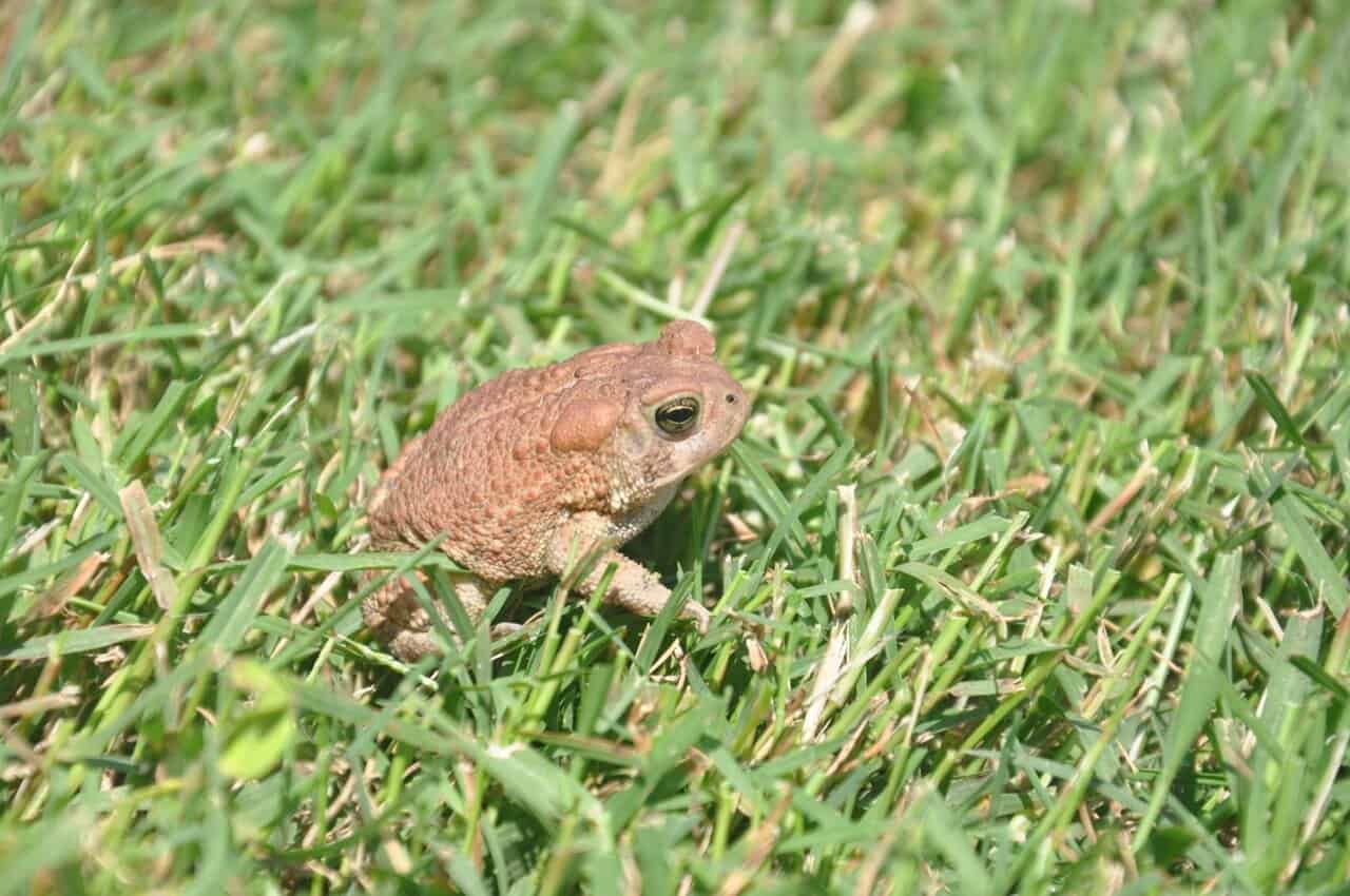 Toads of Oklahoma - Waddle and Cluck