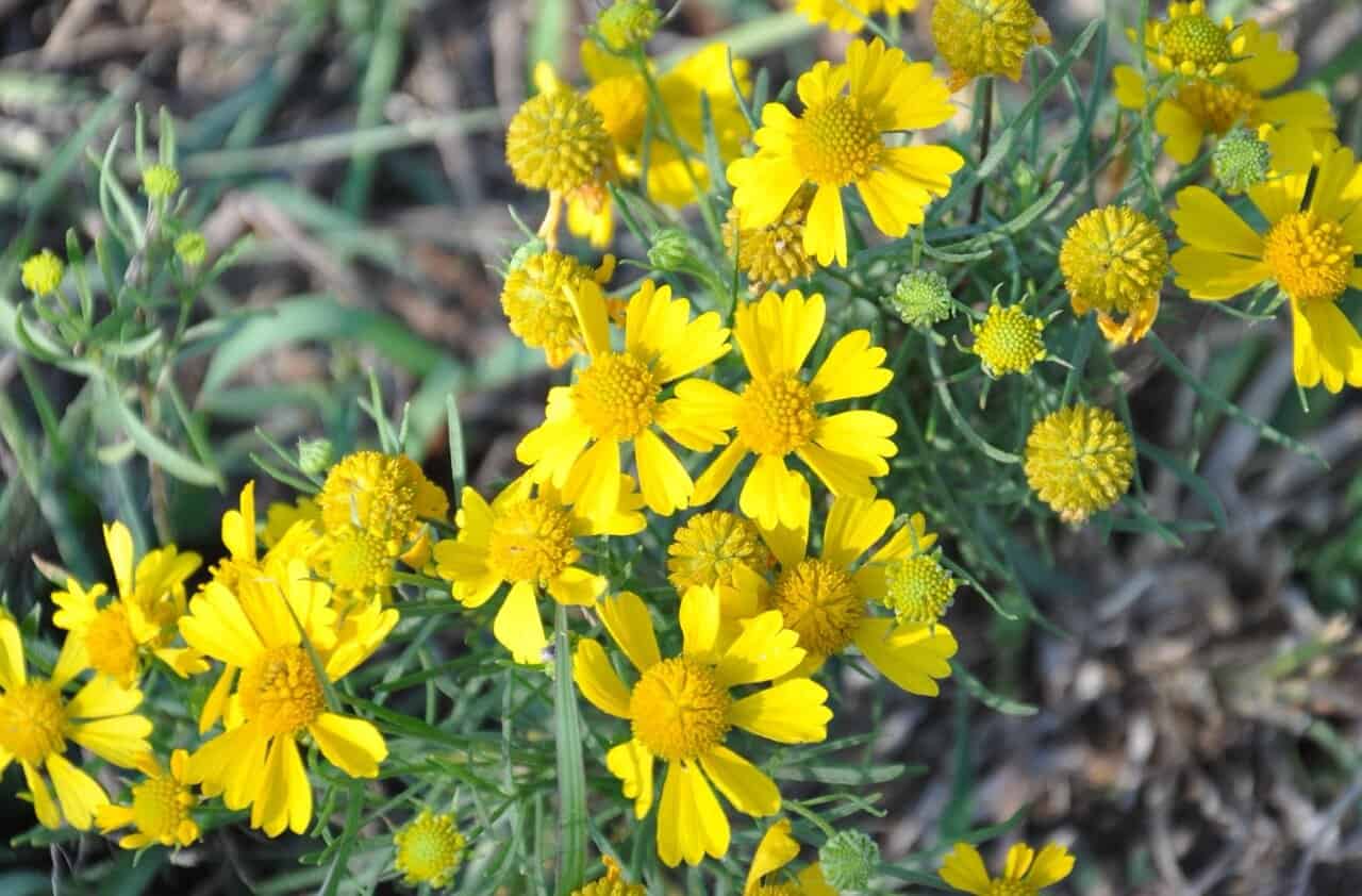 Poisonous Plants for Livestock