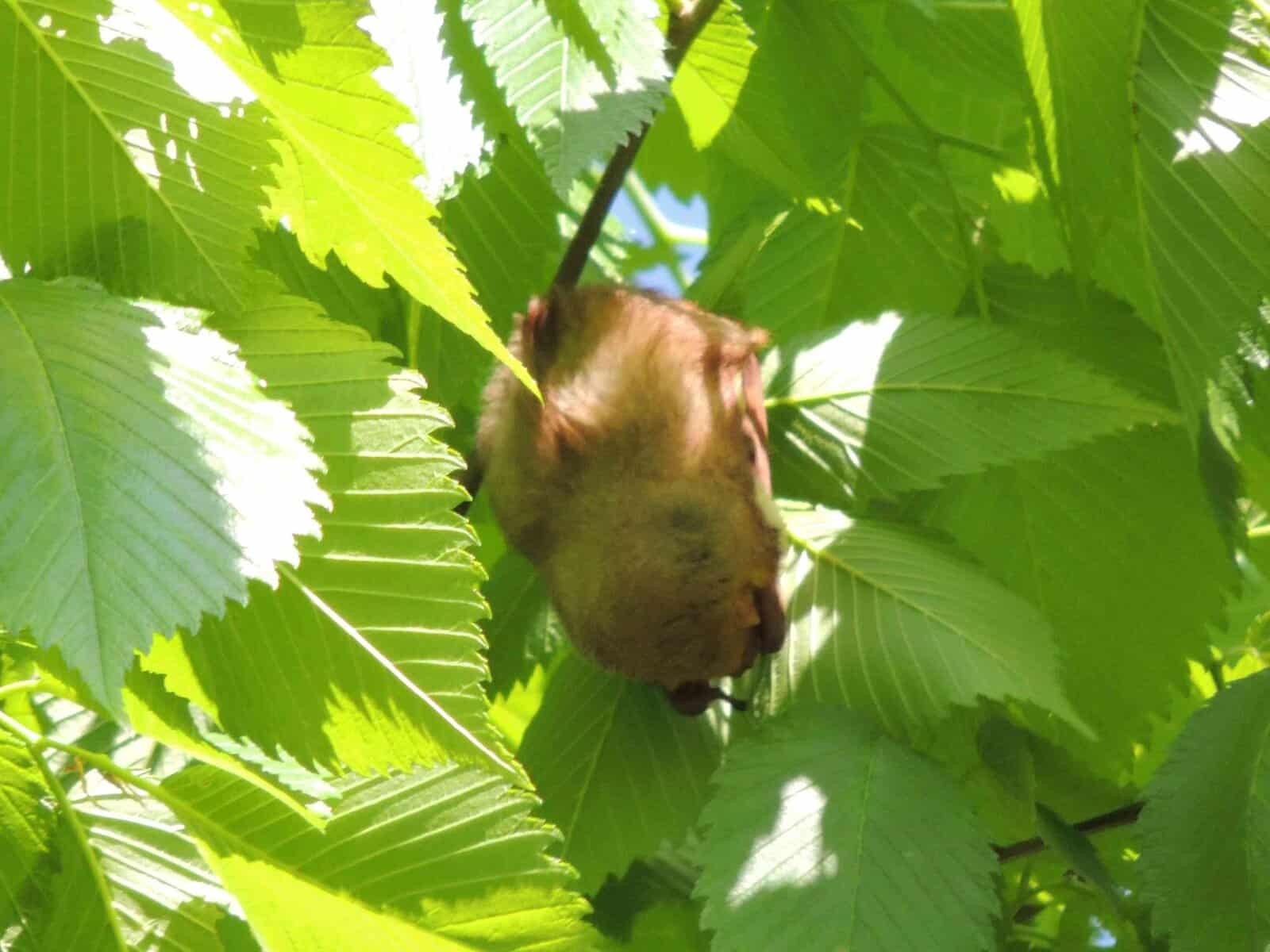 Discovering the Red Bat: A Hidden Gem in Our Local Trees | The Waddle ...