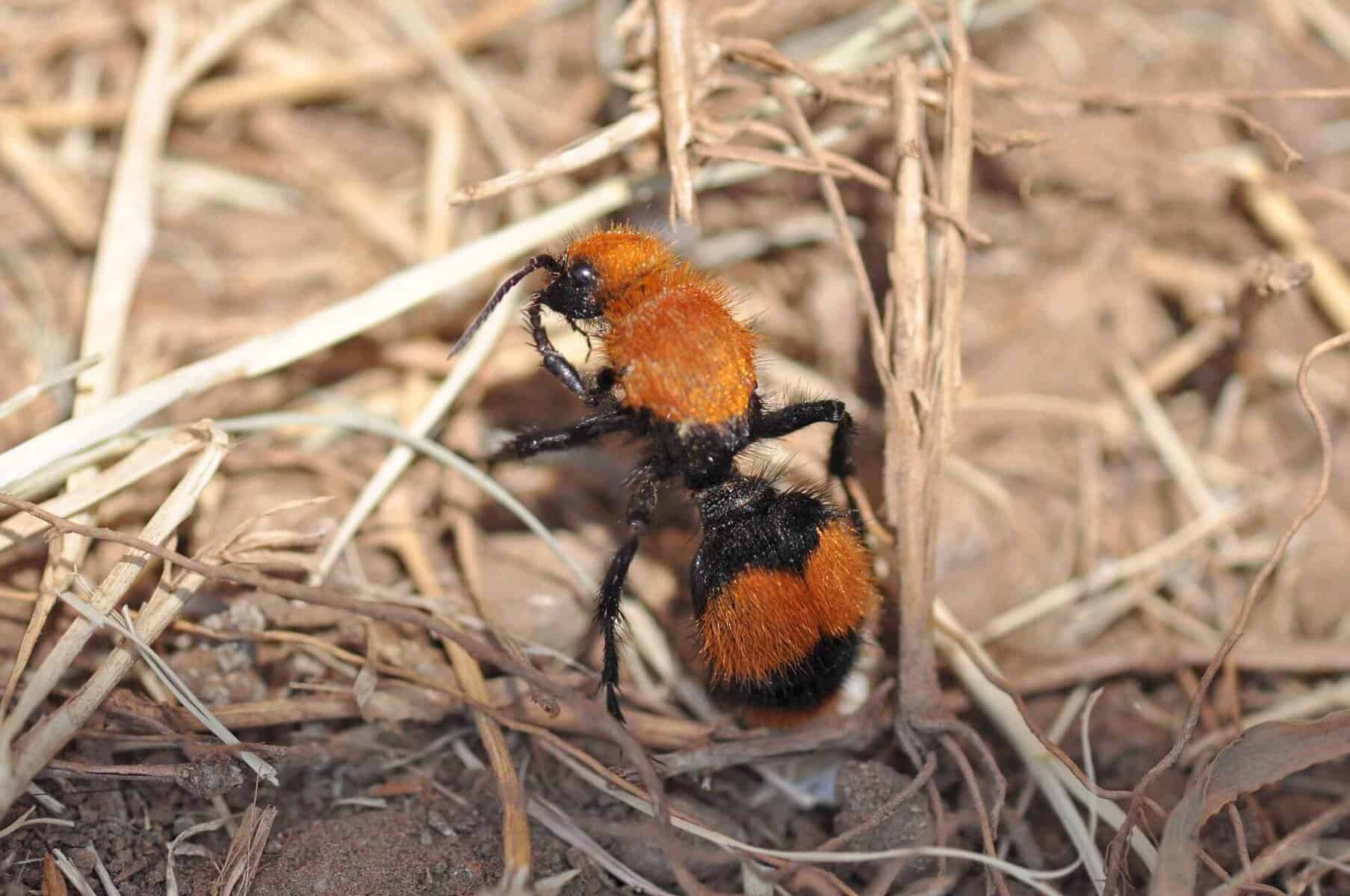 Velvet Ants: Fascinating Facts About the 'Cow Killer' Wasp and Its ...