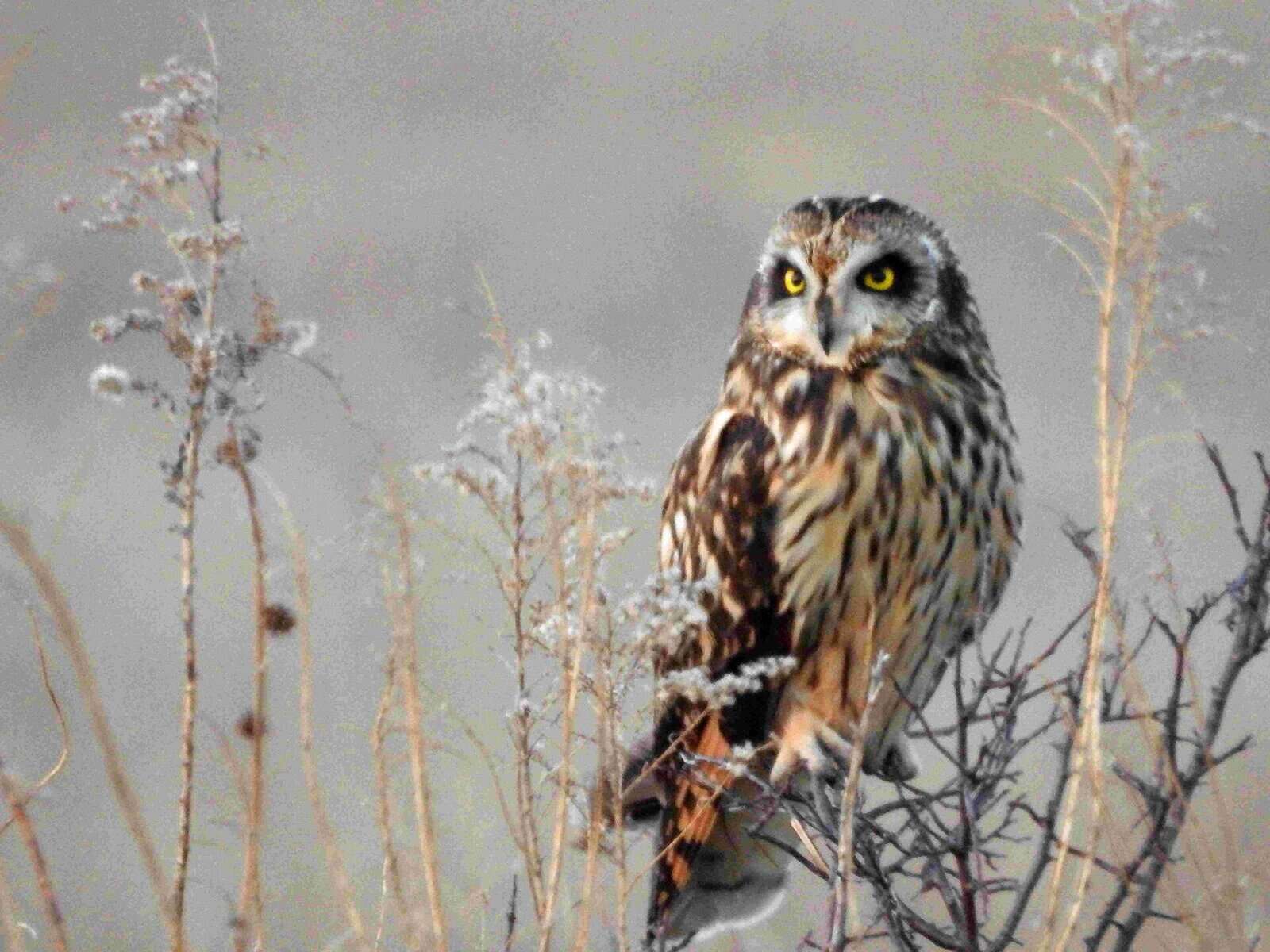 Six Owls, One Home: Discovering the Diverse Owl Species on Our Property