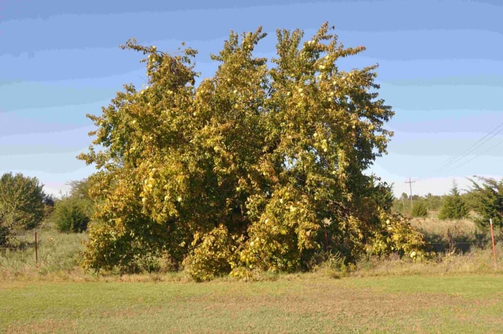 The Osage Orange Tree