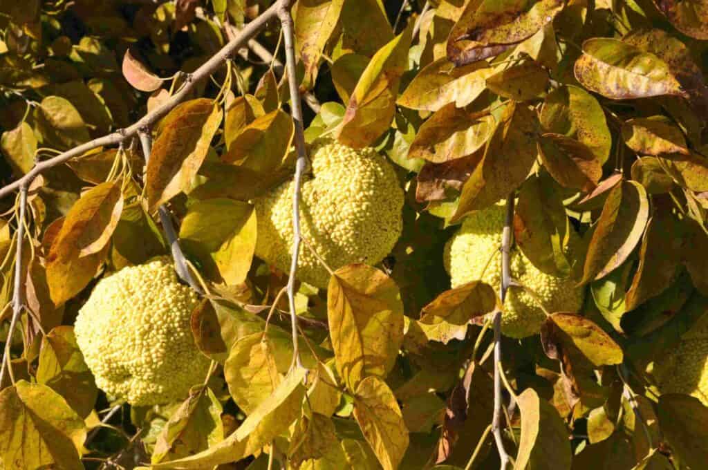 The Osage Orange Tree