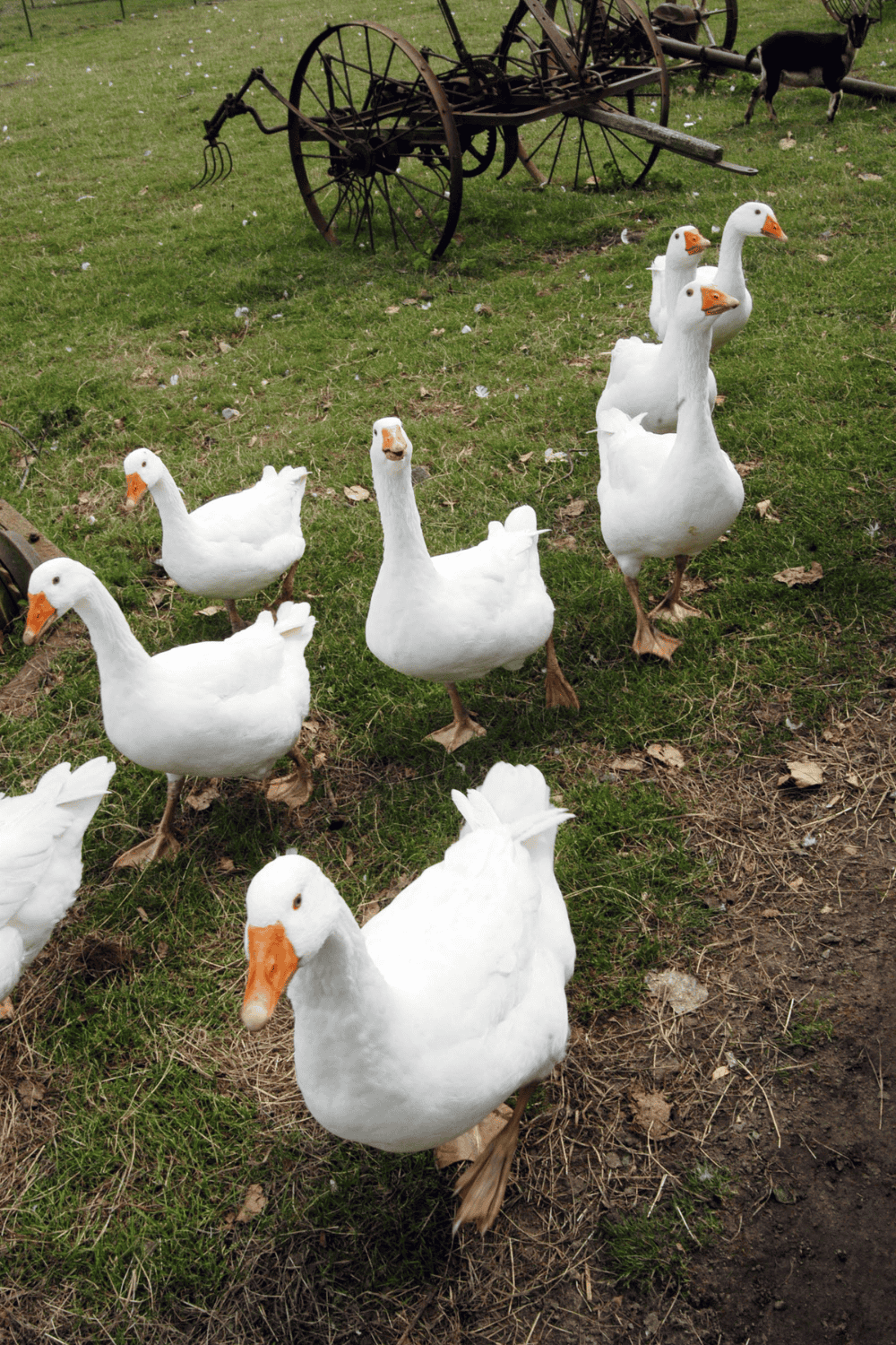 How Long Do Geese Live? Understanding Their Lifespan and Factors That ...