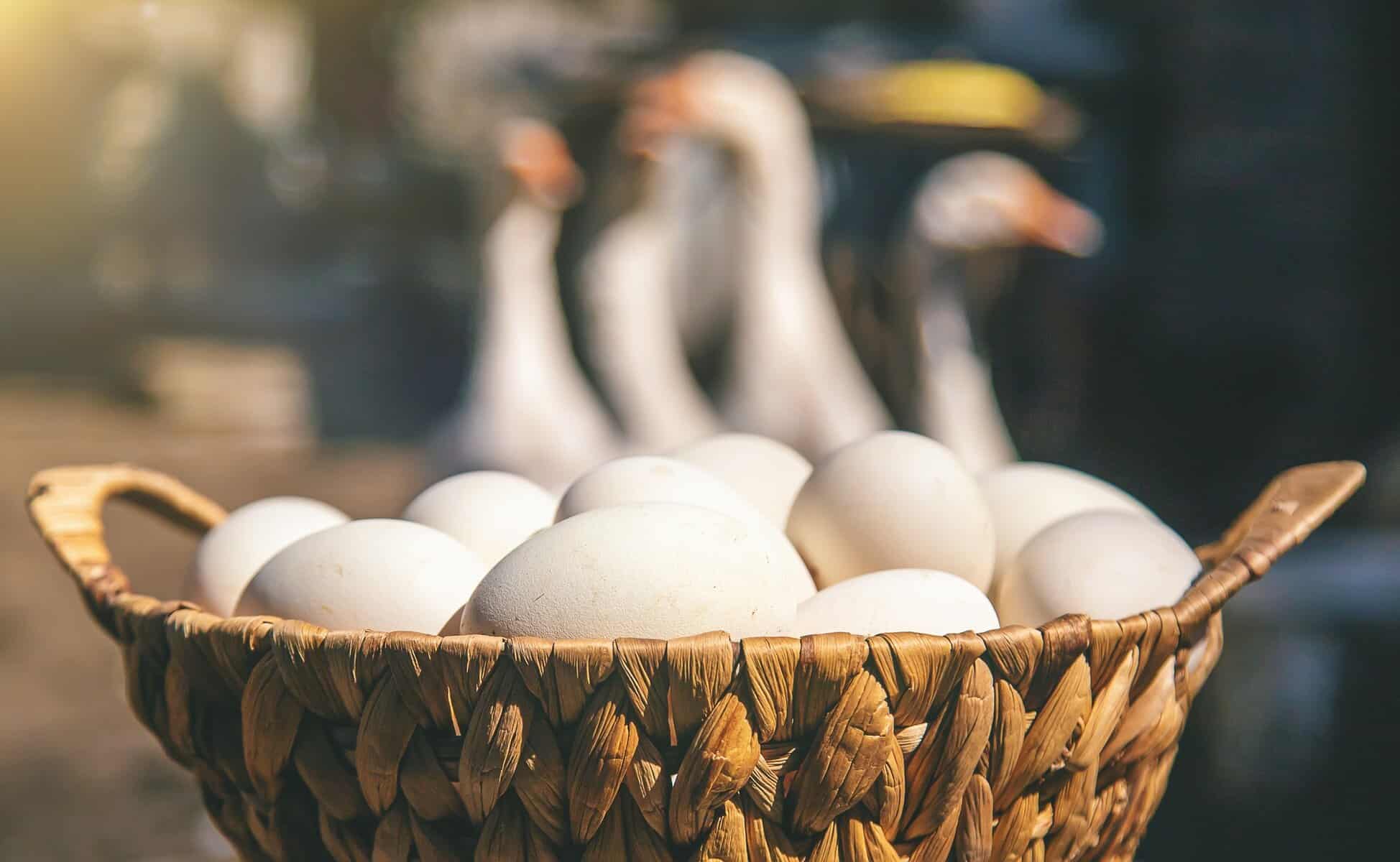 When Do Geese Start Laying Eggs? A Guide for Homesteaders and Poultry ...