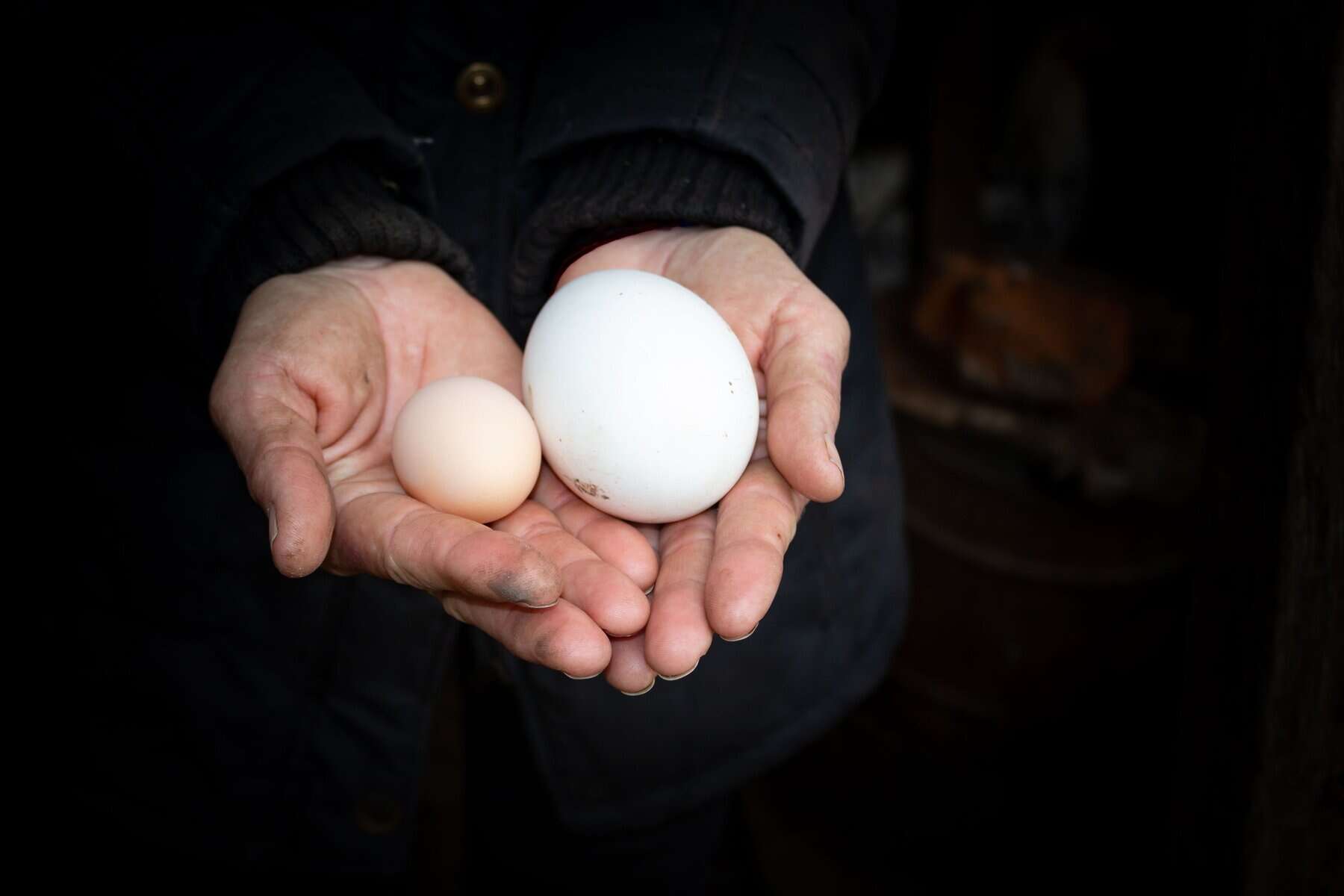 When Do Geese Start Laying Eggs? A Guide for Homesteaders and Poultry ...