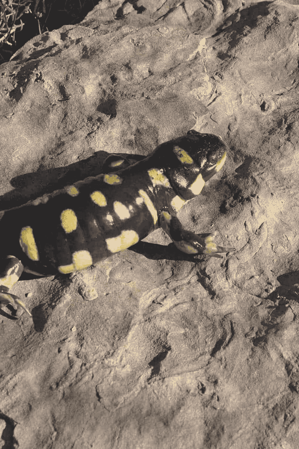 Discover the Secret Life of Salamanders in Our Garden