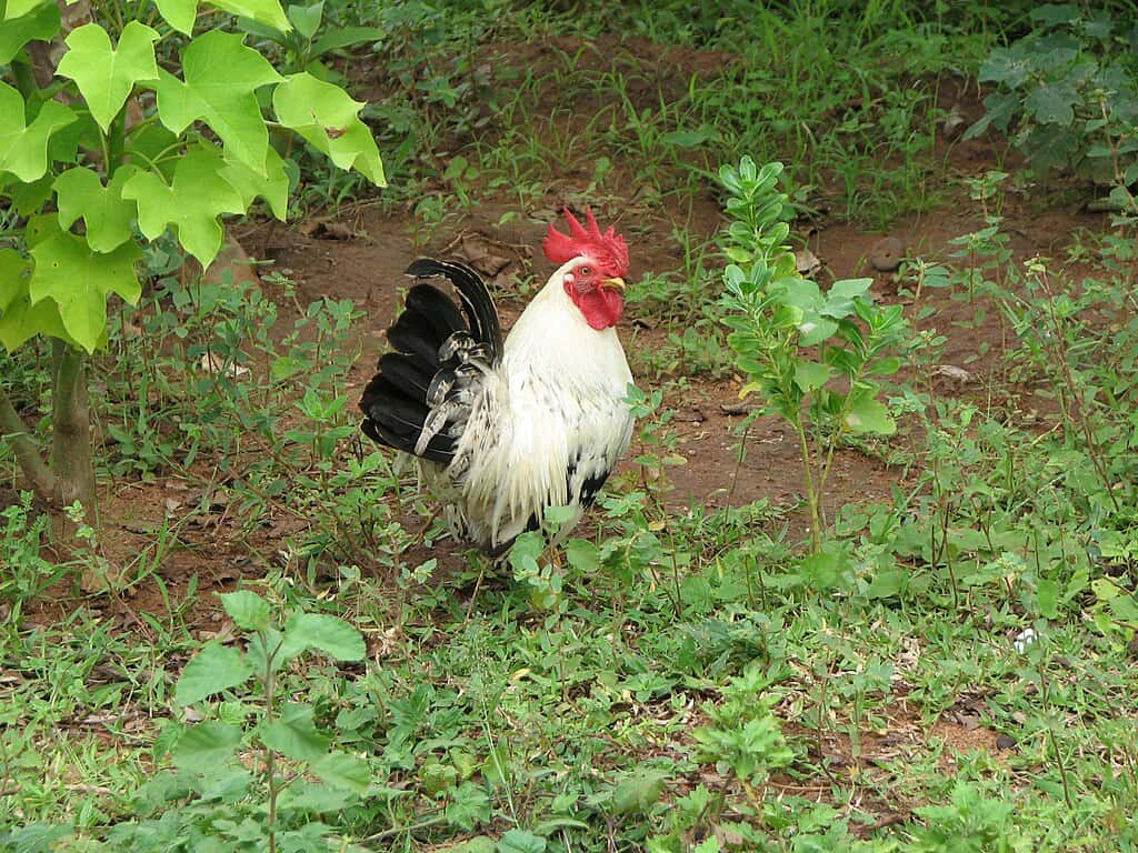 12 Essential Steps to Raising Happy, Healthy Backyard Chickens ...