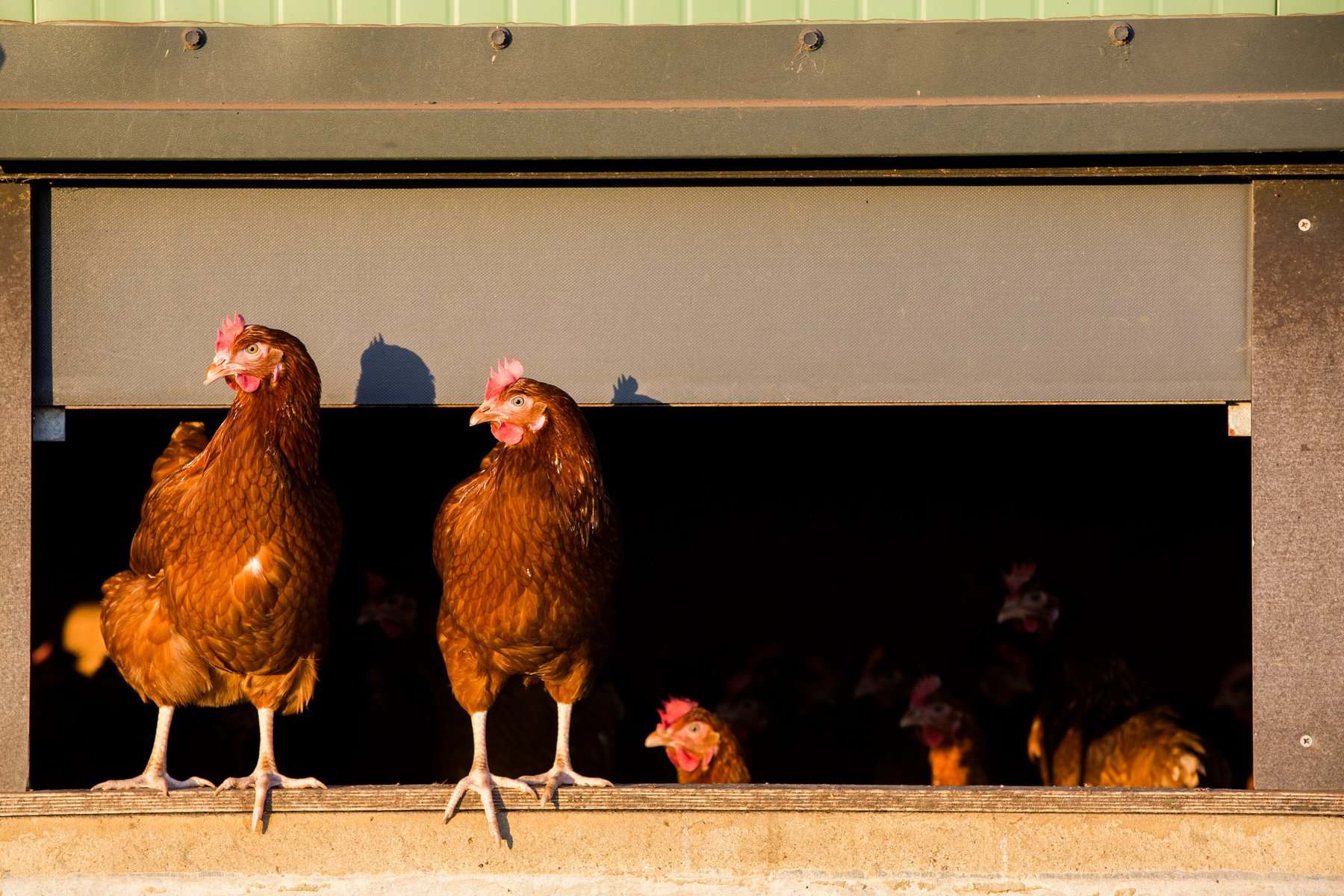 12 Essential Steps to Raising Happy, Healthy Backyard Chickens ...