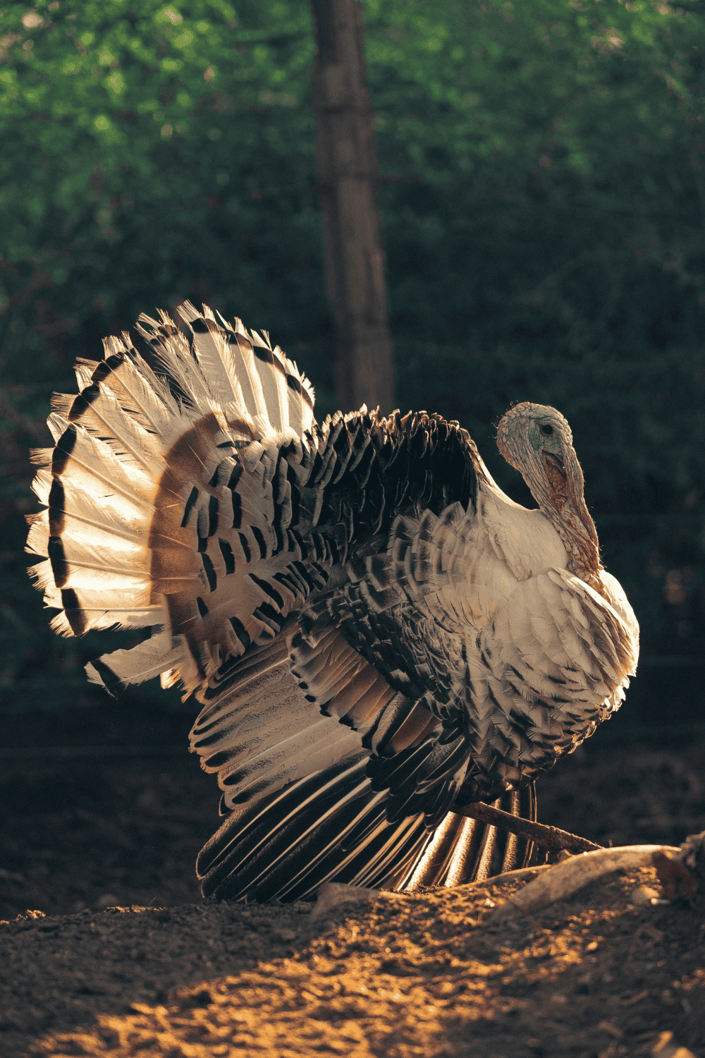 Heritage vs Broad-Breasted Turkeys: What’s the Difference?