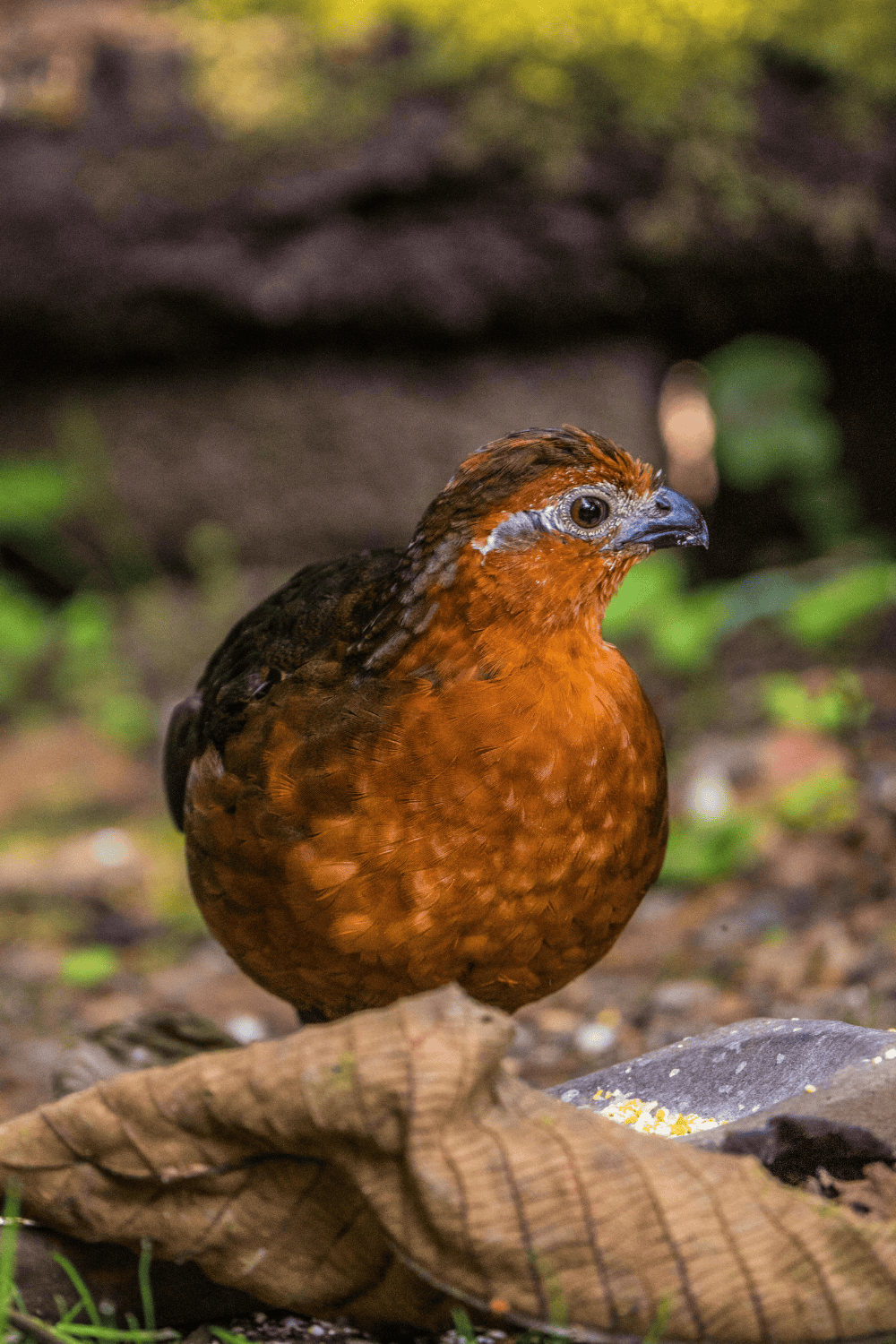 How to Start Raising Quail: A Beginner’s Guide - The Waddle and Cluck
