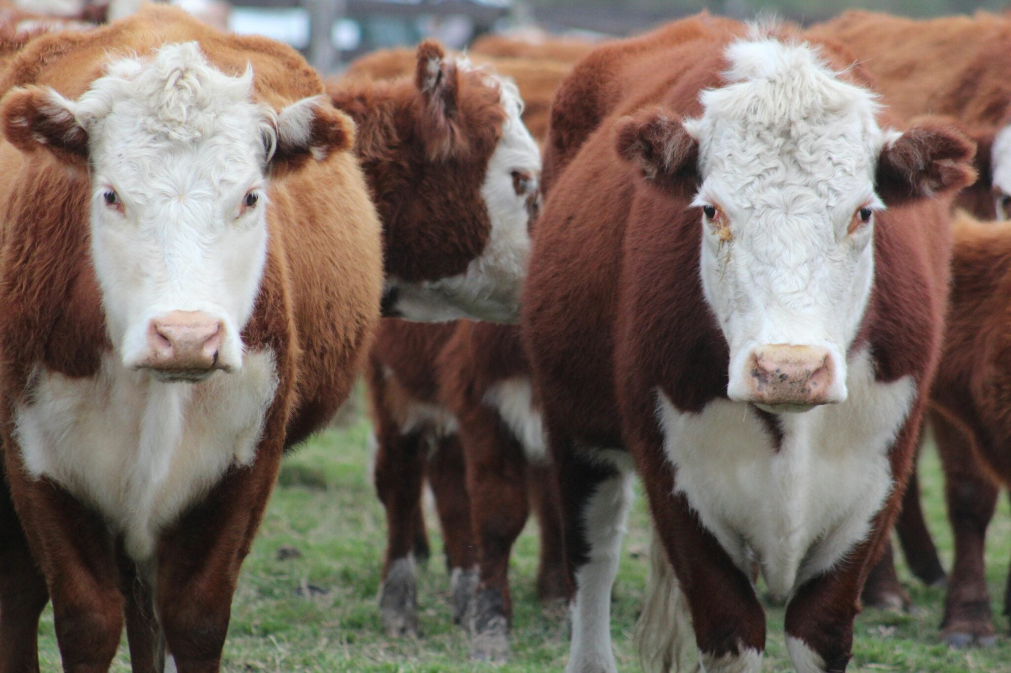 Beef Cattle Breeds: How to Choose the Right One for Homestead Freezer ...
