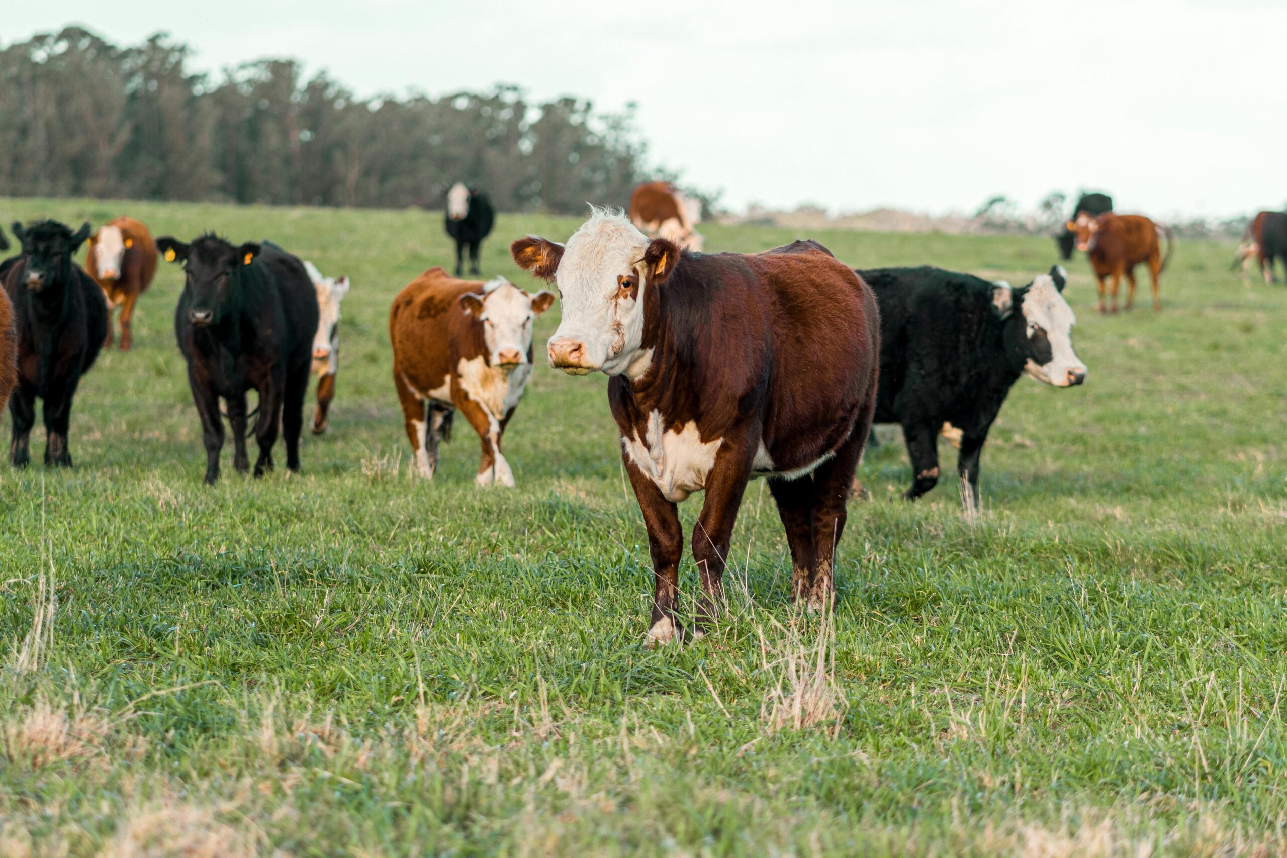 Beef Cattle Breeds: How to Choose the Right One for Homestead Freezer ...